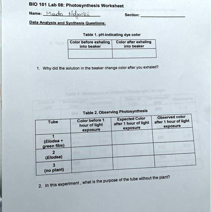 BIO 101 Lab 08: Photosynthesis Worksheet Name: AadD Adodi Section: Qata ...