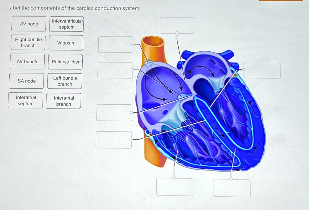 Label the components of the cardiac conduction system. AV node ...