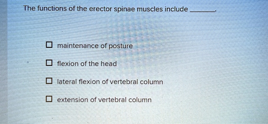 the functions of the erector spinae muscles include maintenance of ...