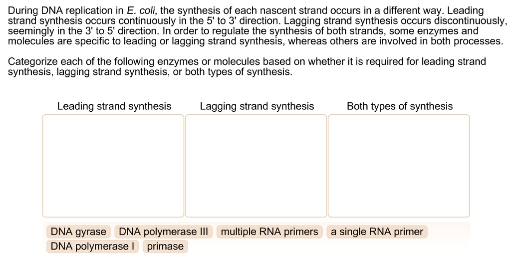 SOLVED: During DNA replication in E. coli, the synthesis of each ...