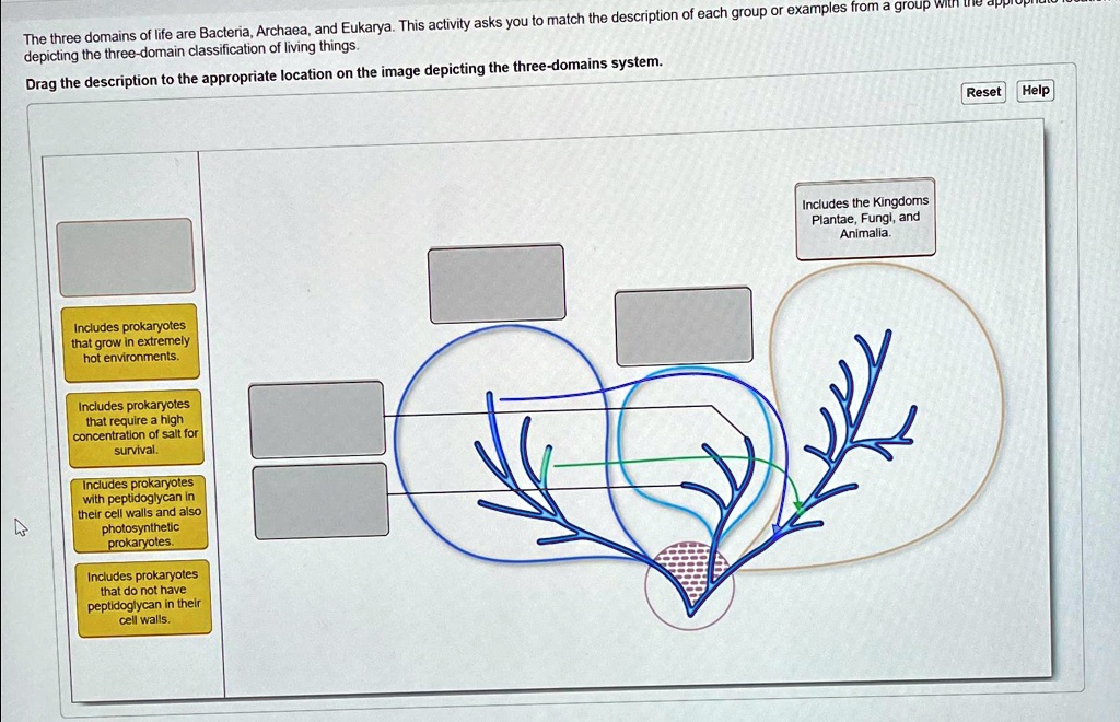 SOLVED: The three domains of life are Bacteria, Archaea, and Eukarya ...