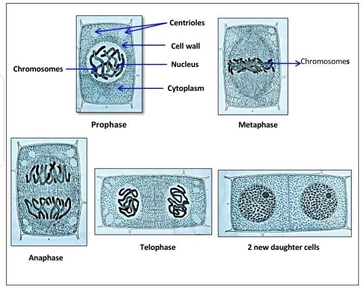 SOLVED: What are the stages of cell division shown in the figure ...