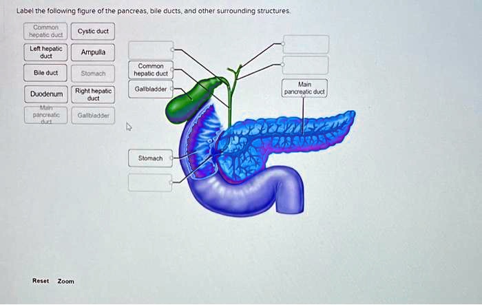 Label the following figure of the pancreas, bile ducts, and other ...