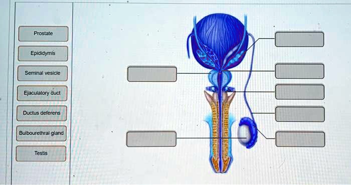 Prostate Epididymis Seminal vesicle Ejaculatory duct Ductus deferens ...