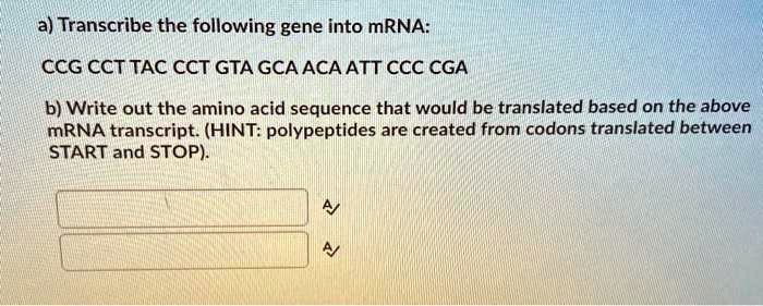 SOLVED: a) Transcribe the following gene into mRNA: CCG CCT TAC CCT GTA ...