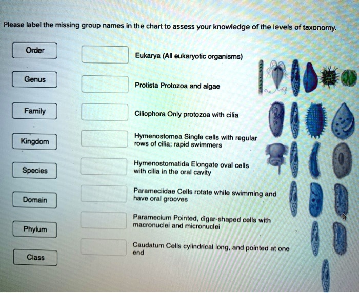 SOLVED: Please label the missing group names in the chart to assess ...