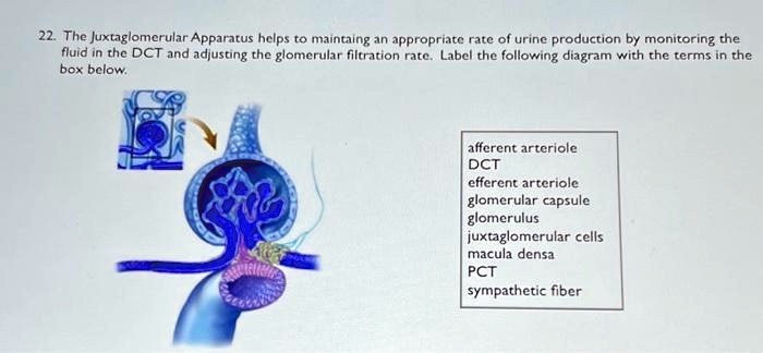 SOLVED: Fluid in the DCT and adjusting the glomerular filtration rate ...