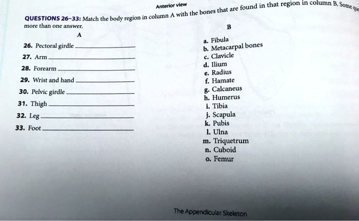 anterior view more than one answer a b 26 pectoral girdle afibula b ...