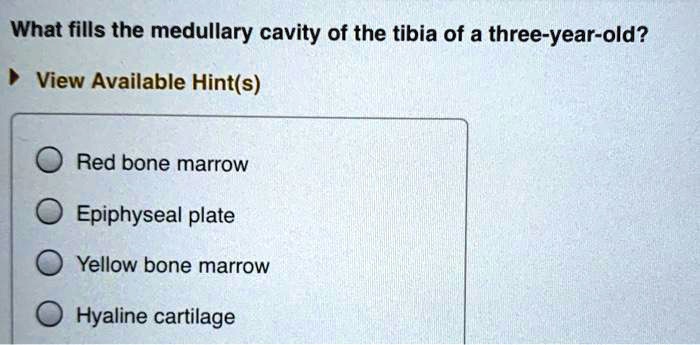 what fills the medullary cavity of the tibia of a three year old view ...