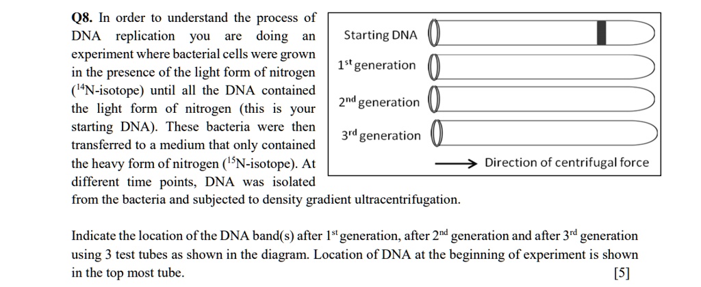 Q8. In order to understand the process of DNA replication you are doing ...