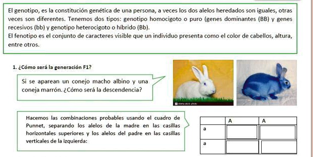 SOLVED: y si ayudan con este cuadro:c El genotipo, es la constitución ...