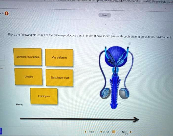 Place the following structures of the male reproductive tract in order of how sperm passes ...