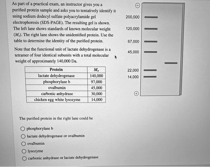 as part of practical exam an instructor gives you purified protein ...