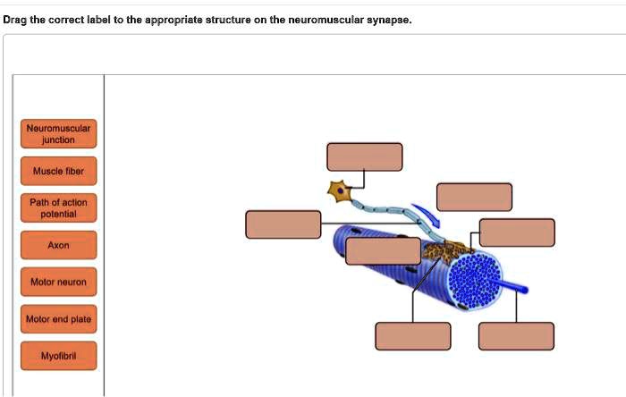 SOLVED: Drag the correct label to the appropriate structure on the neuromuscular synapse ...