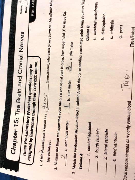 SOLVED: PRE-LAB Column B a. cerebral hemispheres b. diencephalon c ...