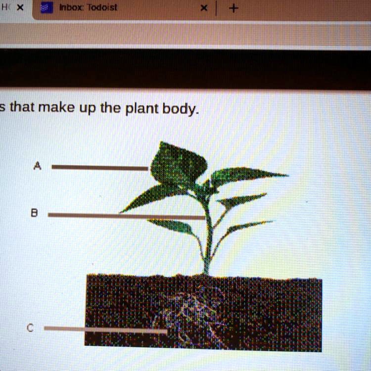 These are the three main organs that make up the plant body. What is ...