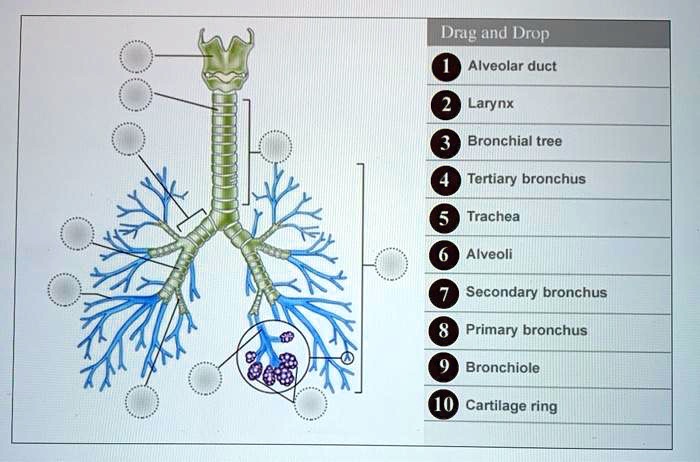 SOLVED: Drag and Drop Alveolar duct Larynx Bronchial tree 4 Tertiary ...