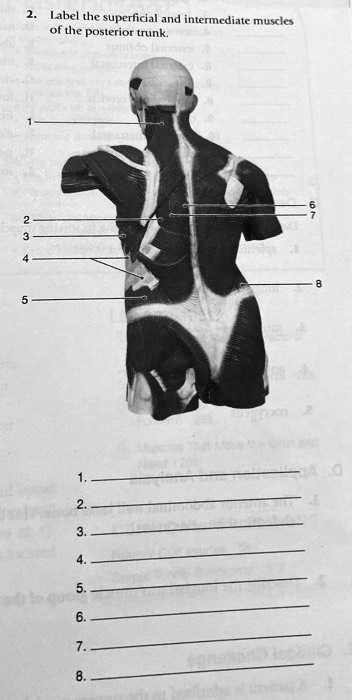 2. Label the superficial and intermediate muscles of the posterior ...