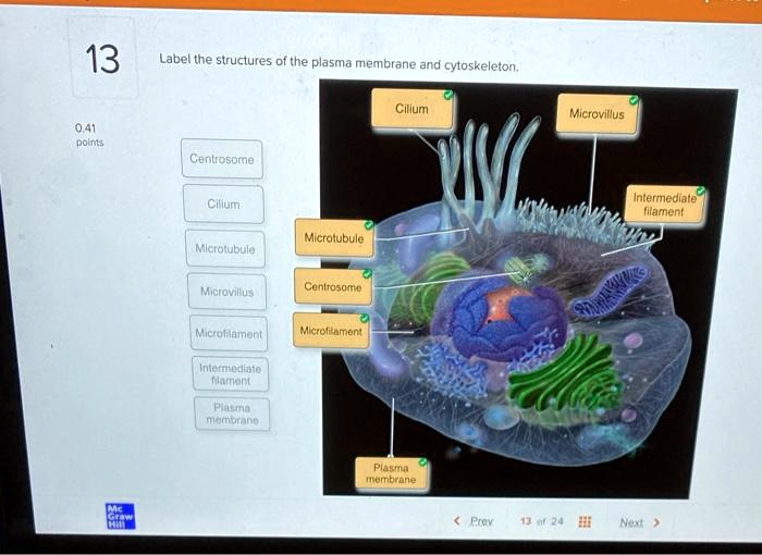 label the structures of plasma membrane and cytoskeleton 13 label the ...