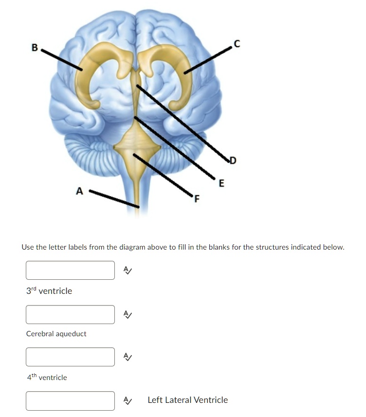 SOLVED: B Use the letter labels from the diagram above to fill in the ...