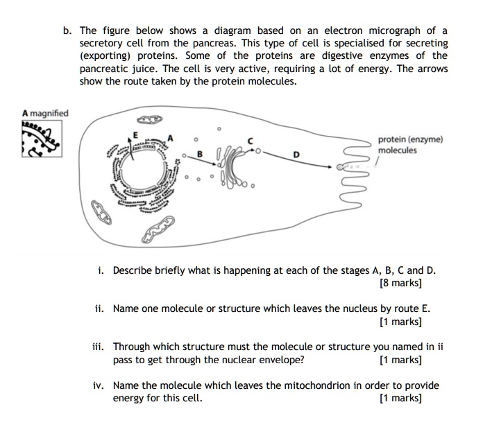 b. The figure below shows a diagram based on an electron micrograph of ...
