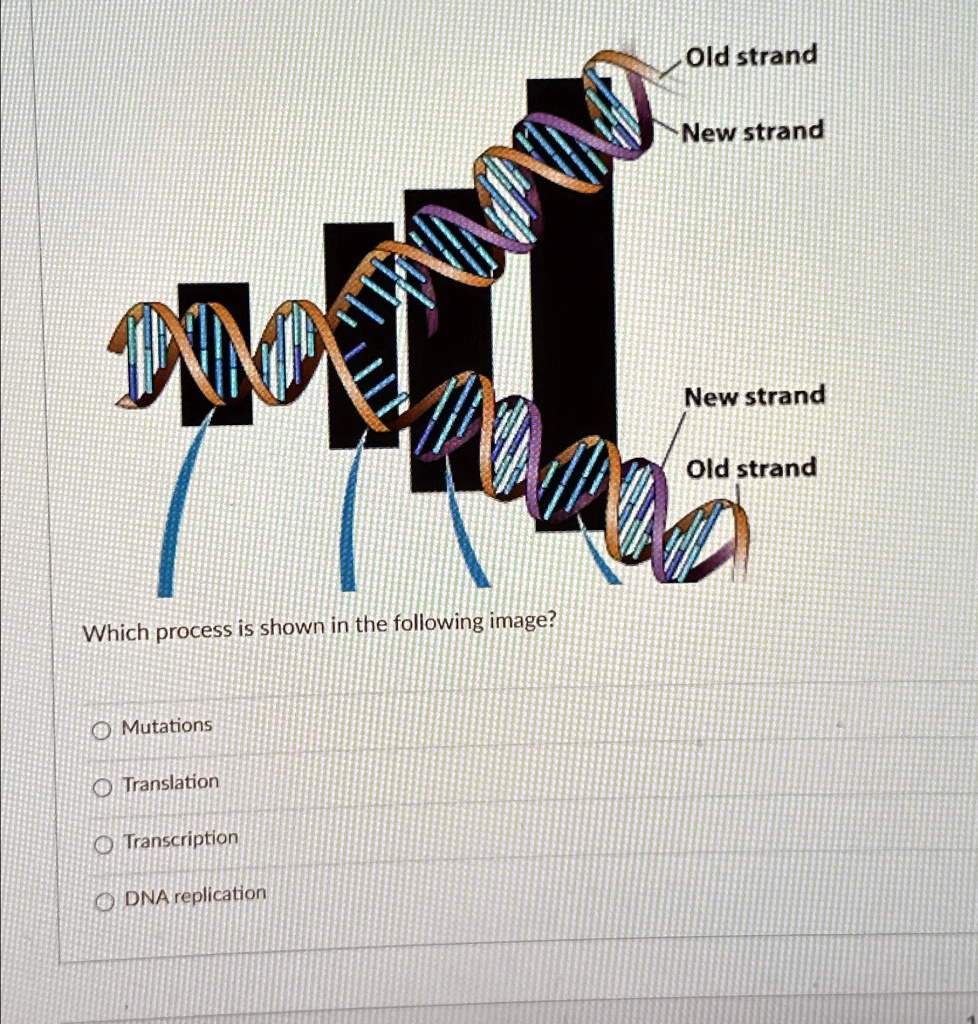Which process is shown in the following image? Mutations Translation ...