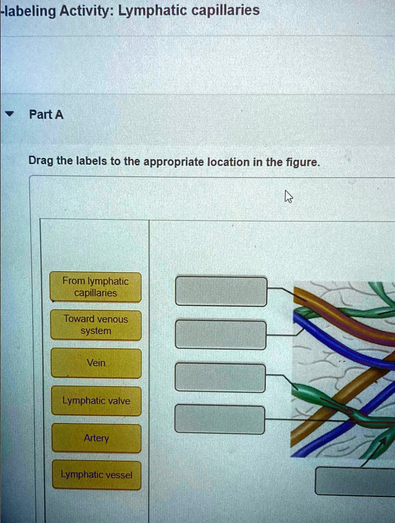 -labeling Activity: Lymphatic capillaries Part A Drag the labels to the ...