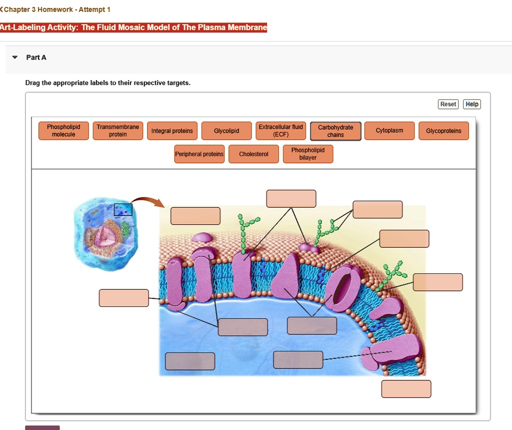 chapter 3 homework attempt 1 art labeling activity the fluid mosaic model of the plasma membrane ...