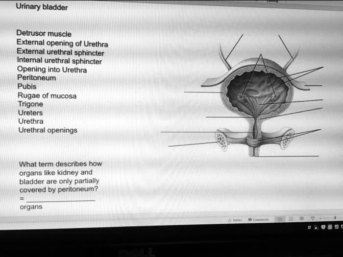 SOLVED: ' Urinary bladder Detrusor muscle External opening of Urethra External urethral ...