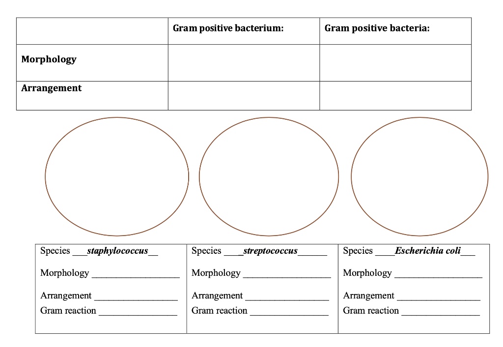SOLVED: Gram positive bacterium: Gram positive bacteria: Morphology ...