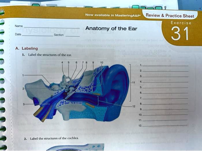 SOLVED: Now available in MasteringA p Review Practice Sheet Exercise ...