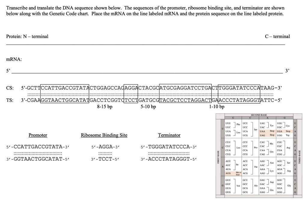 transcribe and translate the dna sequence shown below the sequences of ...
