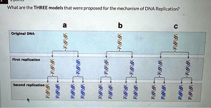 What are the THREE models that were proposed for the mechanism of DNA ...