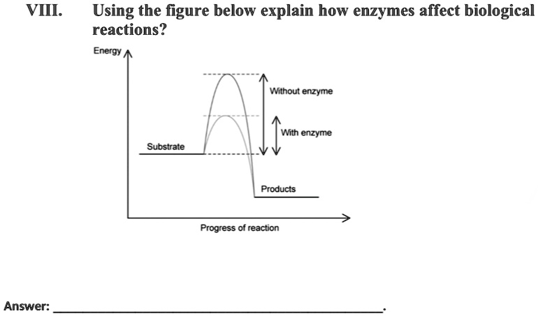 SOLVED: VIII. Using the figure below explain how enzymes affect ...