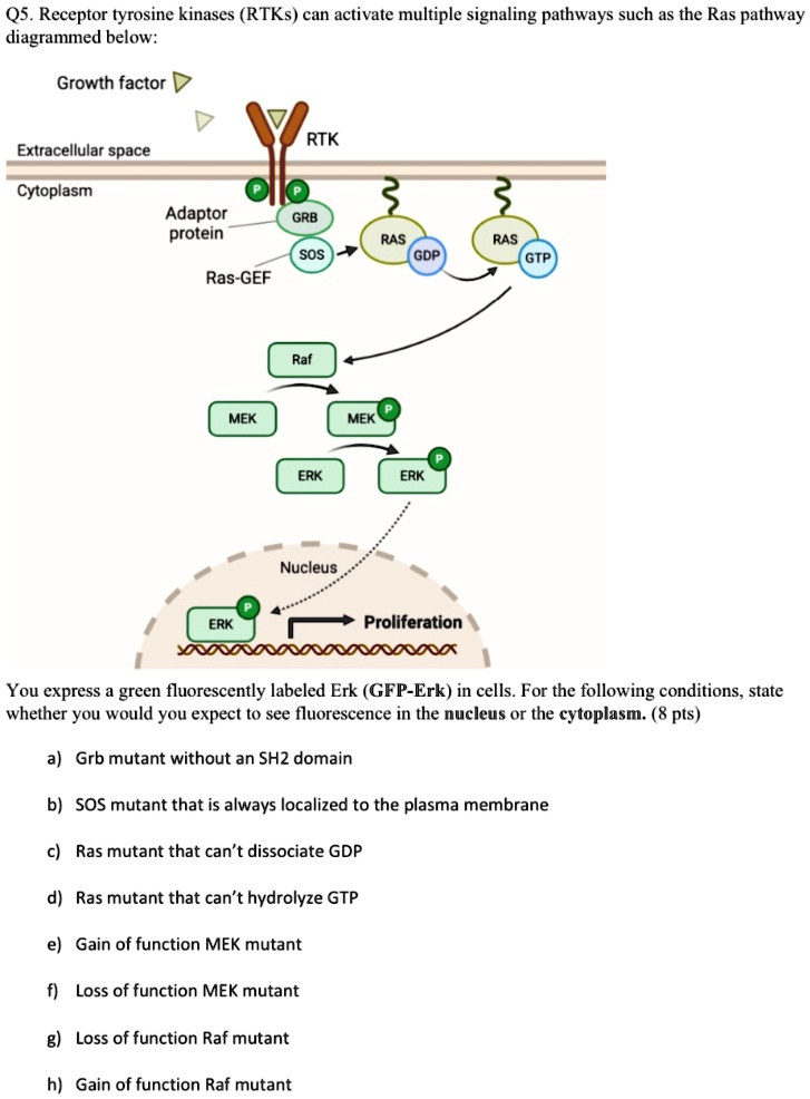 SOLVED: Receptor tyrosine kinases (RTKs) can activate multiple ...