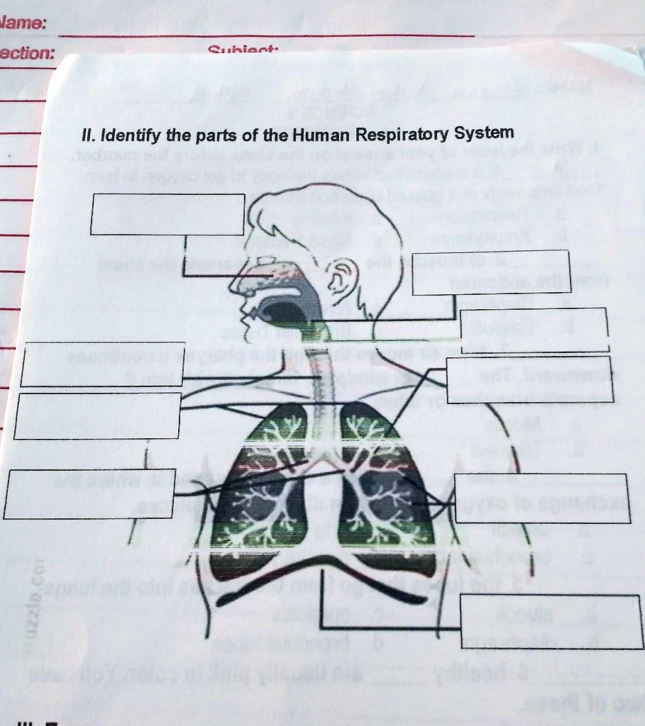 lame: ection: Subiect II. Identify the parts of the Human Respiratory ...