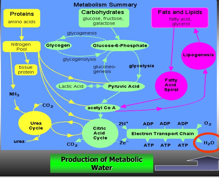 [GET ANSWER] Metabolism Summary Proteins amino acids Carbohydrates ...