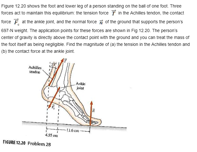 SOLVED: Figure 12.20 shows the foot and lower leg of a person standing ...