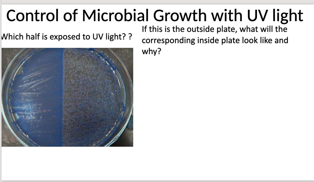 Control of Microbial Growth with UV light Which half is exposed to UV ...