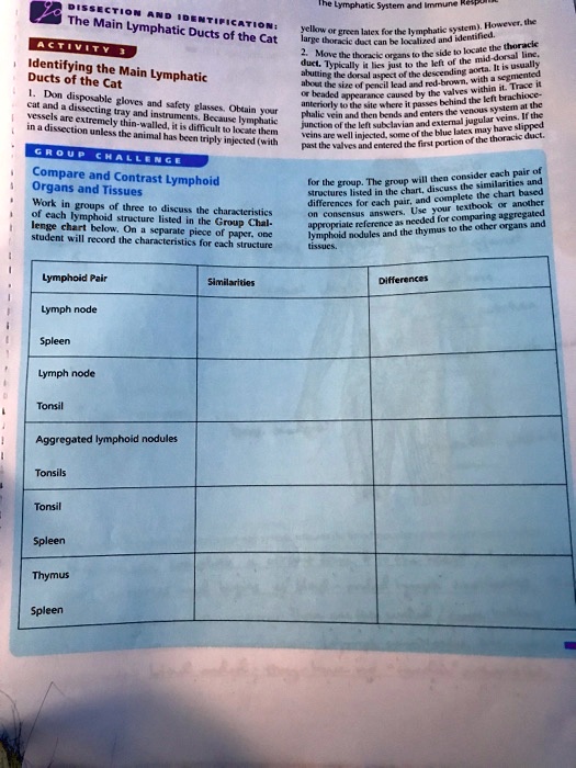 the lymphatic system and immune dissection and identipication the main ...