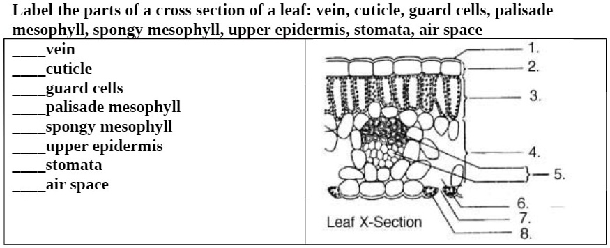 SOLVED: Label the parts of a cross section of a leaf: vein, cuticle ...