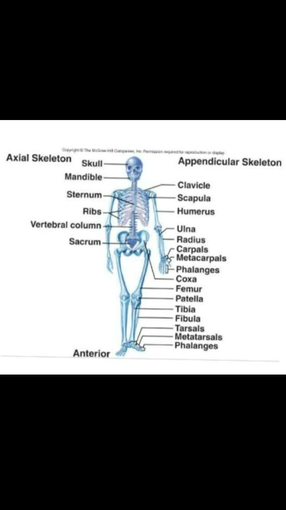 SOLVED: Axial Skeleton: Skull, Mandible, Sternum, Ribs, Vertebral column, Sacrum Appendicular ...