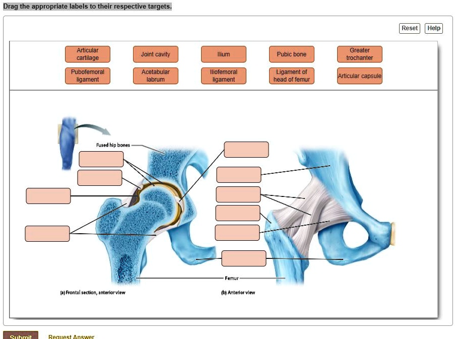 texts 23 drag the appropriate labels to their respective targets reset ...