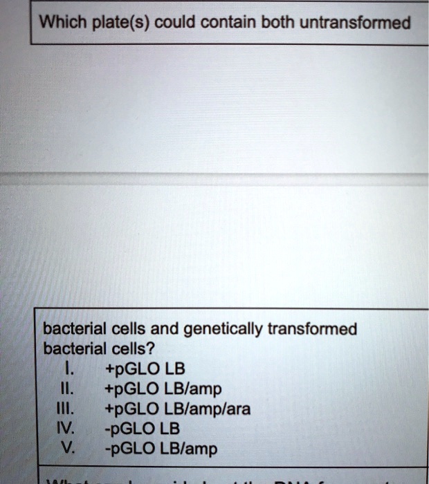 SOLVED: Which plate(s) could contain both untransformed bacterial cells ...