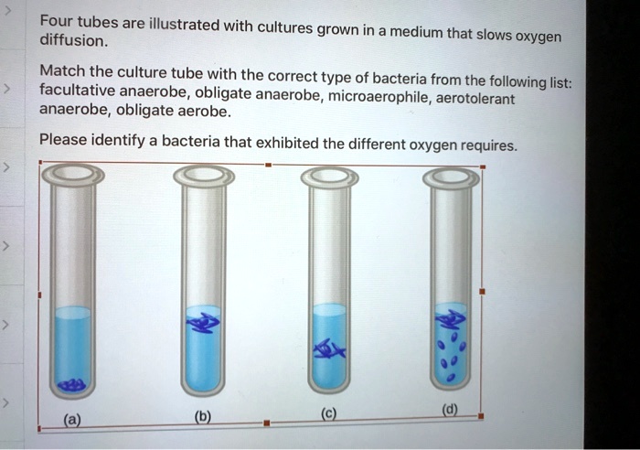 SOLVED: Four tubes are illustrated with cultures grown in a medium that ...