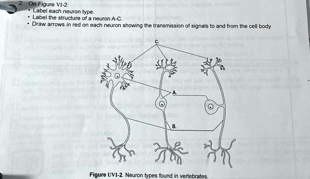 on figure vi 2 label each neuron type label the structure of a neurona ...