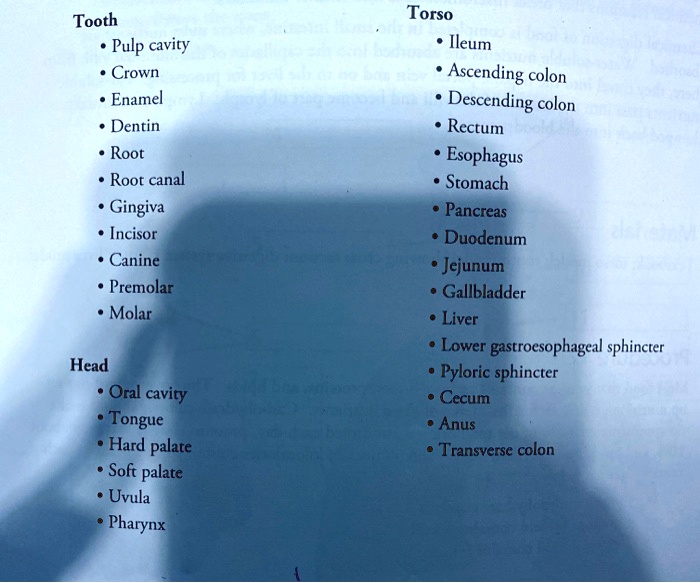 Tooth pulp cavity crown enamel dentin root root canal...
