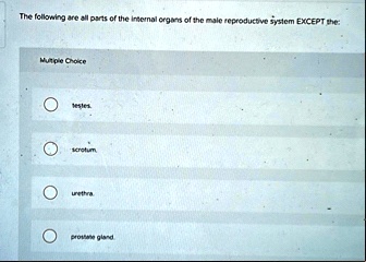 the following are all parts of the internal organs of the male ...