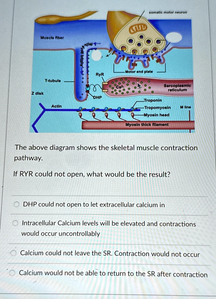 Muscle fiber somatic motor neuron Motor end plate RyR T-tubule Z disk ...