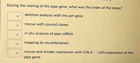 During the cloning of the pipe gene what was the order of...